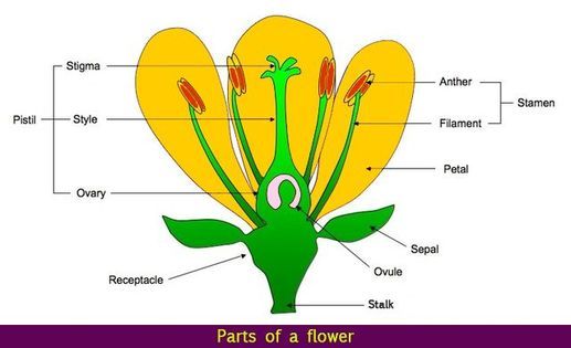 Basics of Botany Series - Part 1: Plant Identification Terminology with ...