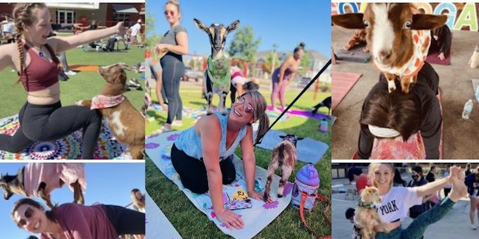 Goat Yoga Addison Circle! | Addison Circle Park | June 17, 2023