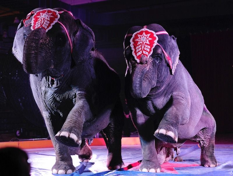 Loomis Brothers Circus Protest at Alabama A&M University, Agribition ...