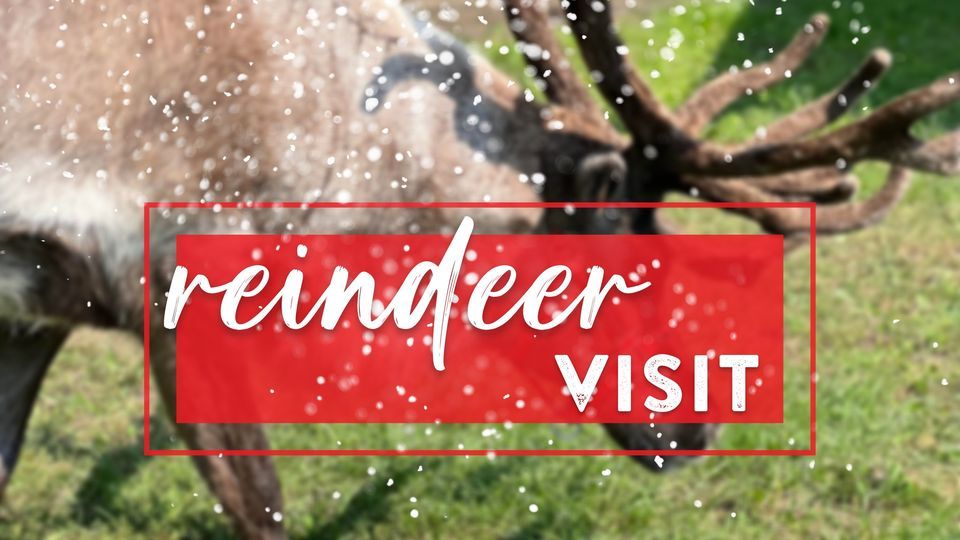 Reindeer Visit | Roc Holiday Village | Roc Holiday Village, Rochester ...