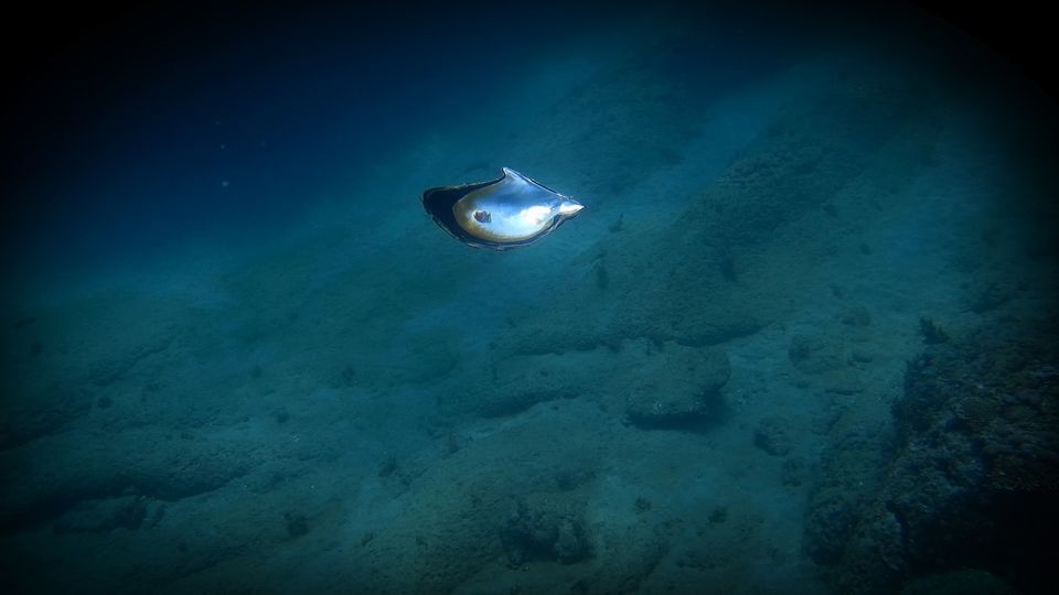 Private View and Artist Talk: AKI INOMATA in conversation with Dr Lena ...