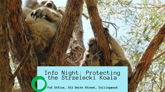 Info Night: Protecting the Strzelecki Koala | Friends of the Earth Melbourne | May 20, 2021