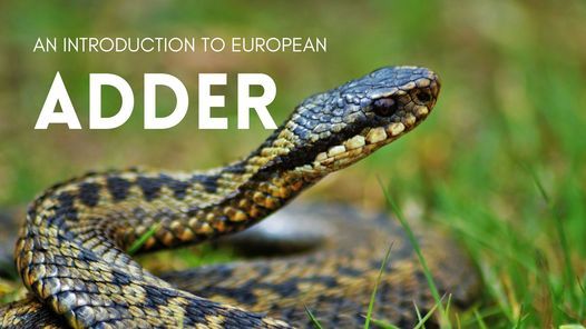 An Introduction to the European Adder | online | September 28, 2022