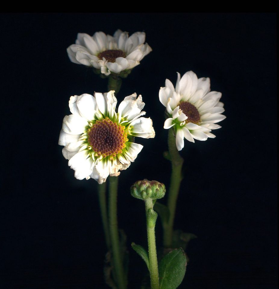 Scanography Celebration with Photographer, Susan Francy at Art in Bloom ...