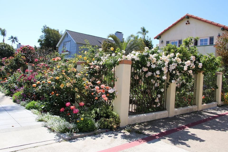 Monthly Meeting: The English Rose by Rita Perwich | Casa del Prado, San ...