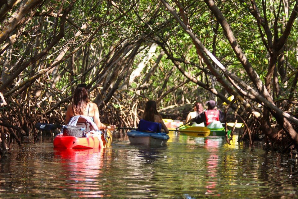 Mangroves & Manatees at Gandy Beach mangroves, Saint Petersburg on 2nd ...