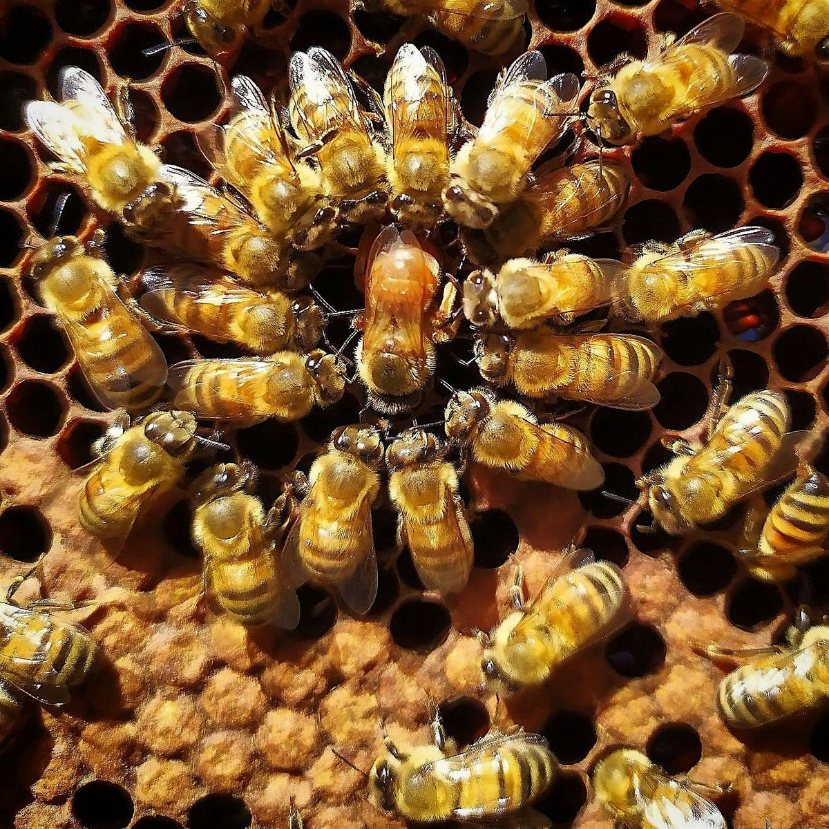 Bee Disease Free Workshop at Honeybee Centre, Surrey on 6th June, 2026