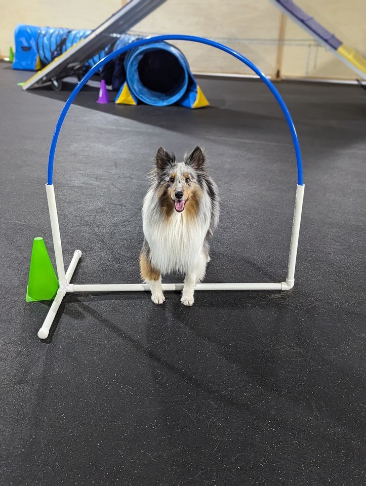 Agility Foundations 1 | SUPERNOVA DOGS, Tonawanda, NY | December 2, 2023