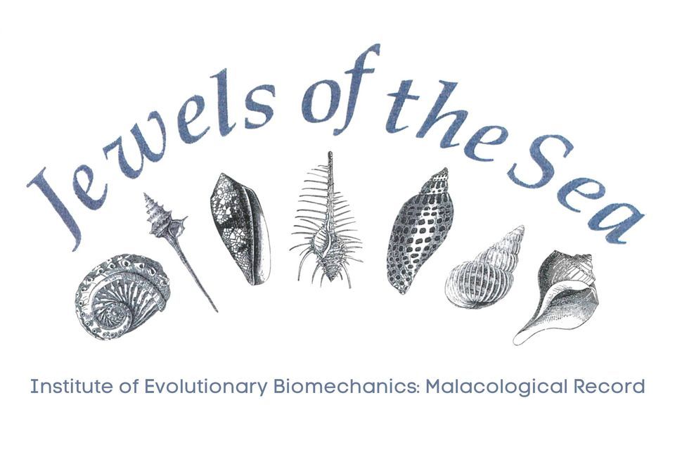 Jewels of the Sea Pop up Seashell Museum at the Troy Center of Gravity ...