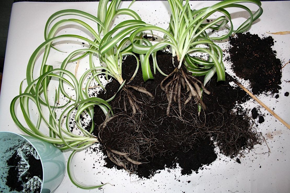 Happy Roots, Healthy Plants at Lurvey Home & Garden Center, Des Plaines ...