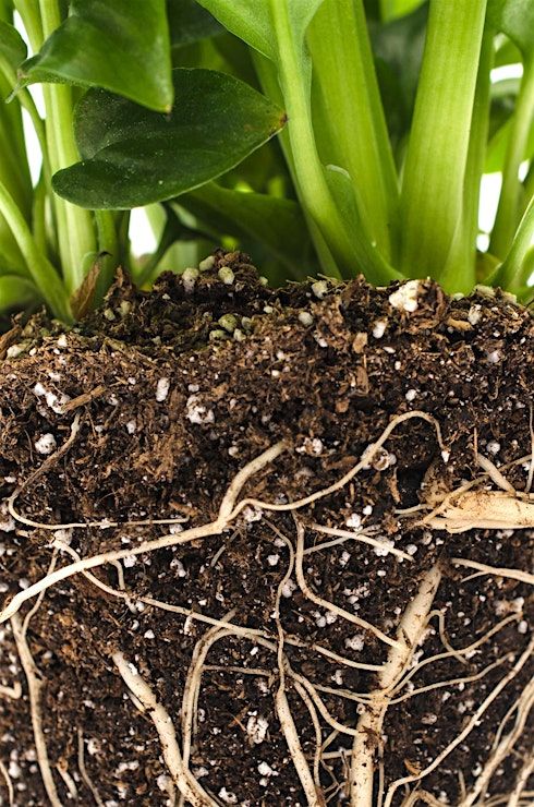 Happy Roots, Healthy Plants at Lurvey Home & Garden Center, Des Plaines ...