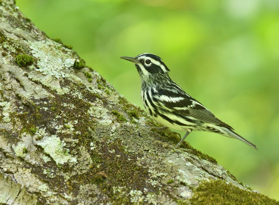 Mindfulness through Birding with Karin Marcus | John Heinz National ...